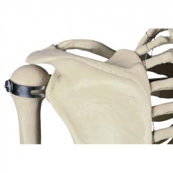 Model Skeleton Human Full Size With Hanging Stand | Health and Care